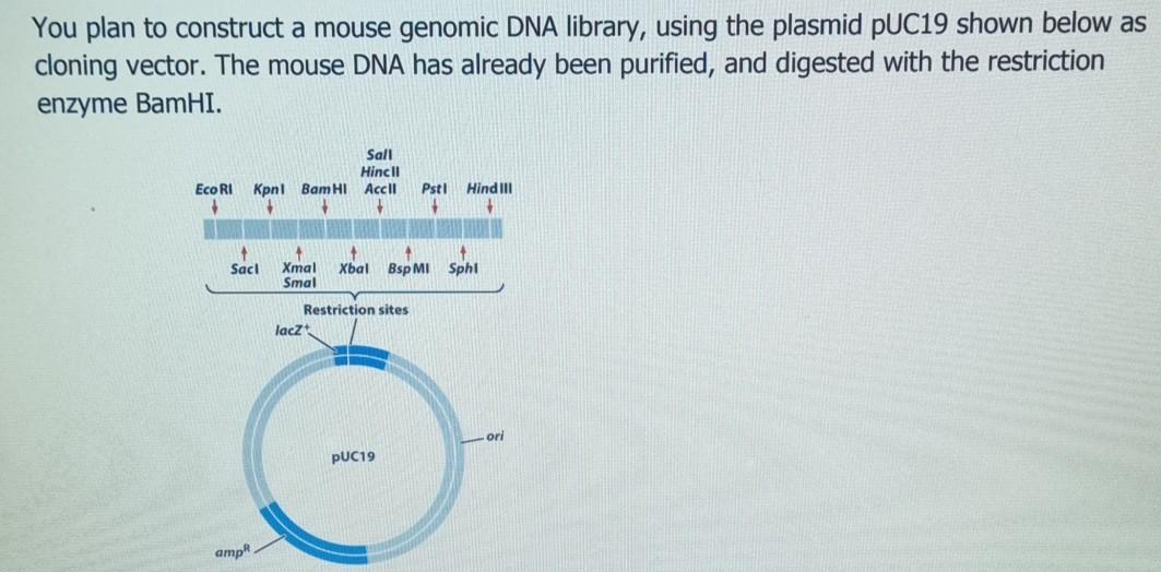 Solved You plan to construct a mouse genomic DNA library, | Chegg.com
