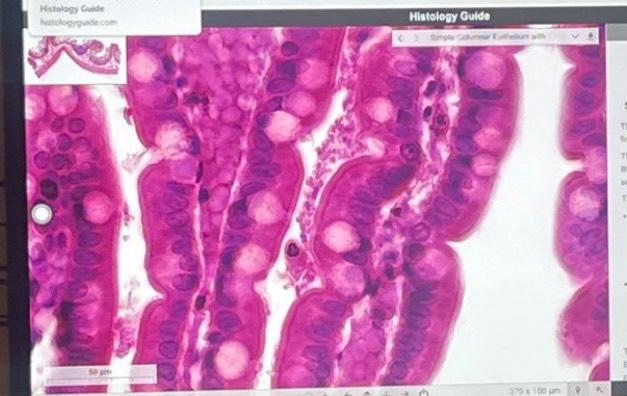 Name the Nucleus, Type of Cell , and The Traditional | Chegg.com