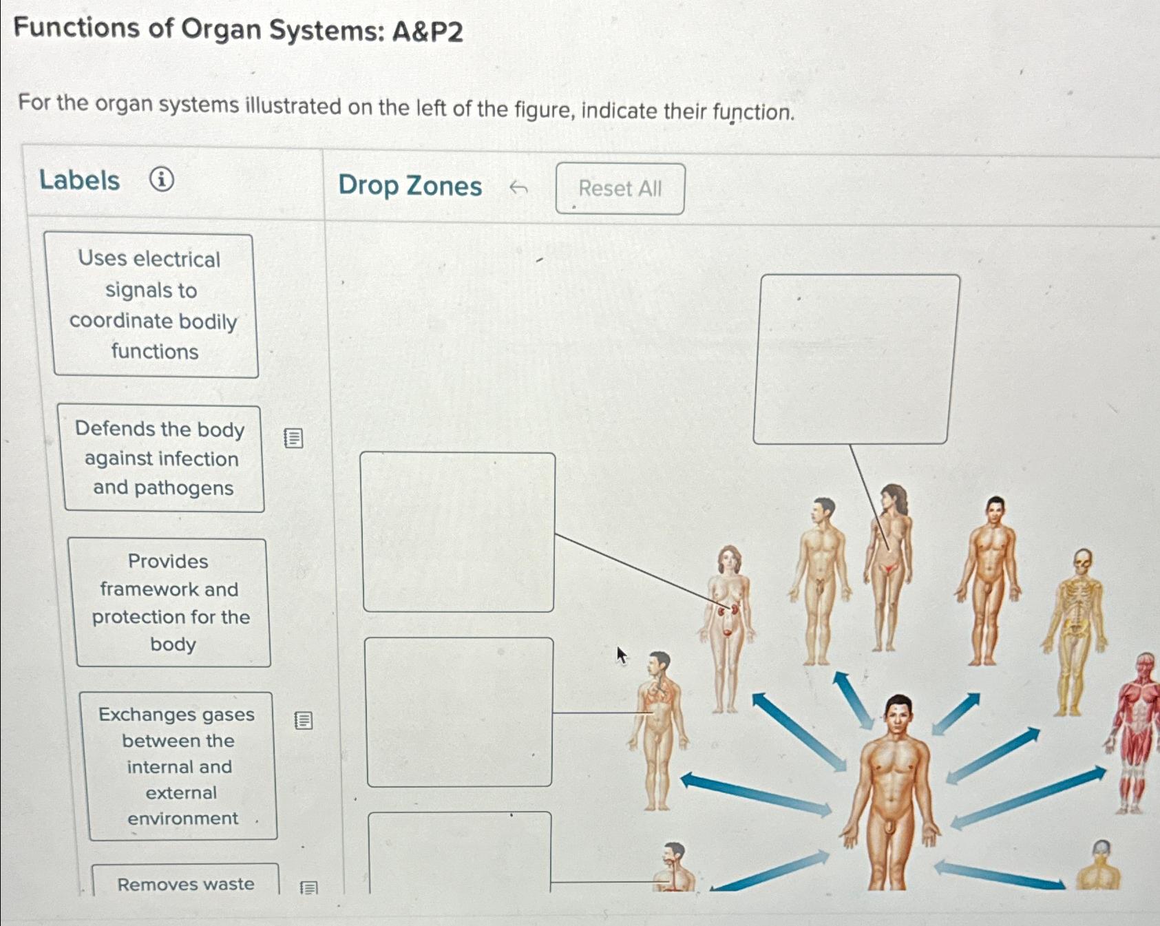 Solved Functions of Organ Systems: A&P2 ﻿For the organ | Chegg.com