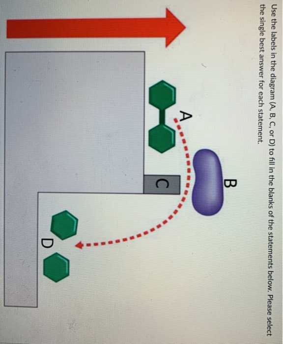 Solved Use the labels in the diagram (A, B, C, or D) to fill | Chegg.com