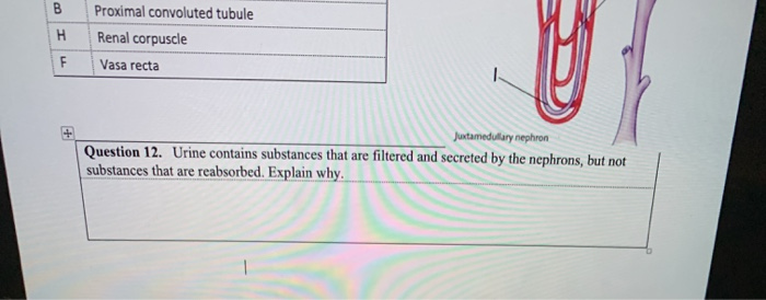 Solved B H Proximal convoluted tubule Renal corpuscle Vasa | Chegg.com