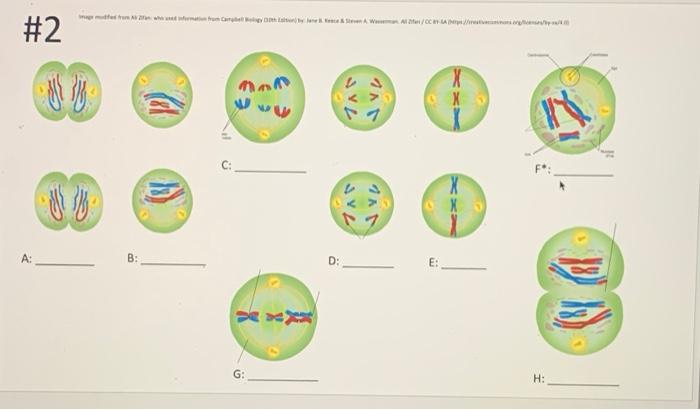 Solved CELL DIVISION EXERCISE Use the figures on pages 46-49 | Chegg.com