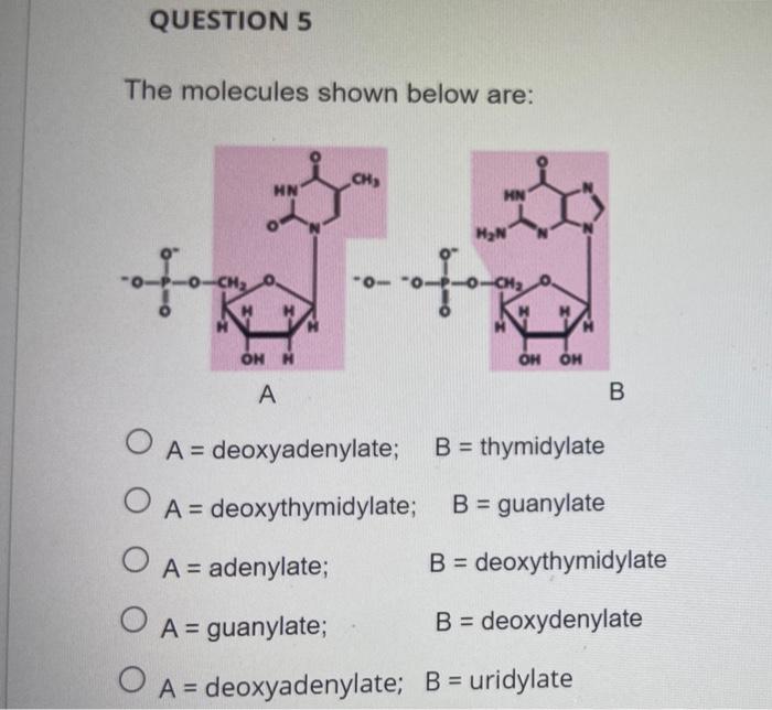 Solved The molecules shown below are: A= deoxyadenylate; B= | Chegg.com