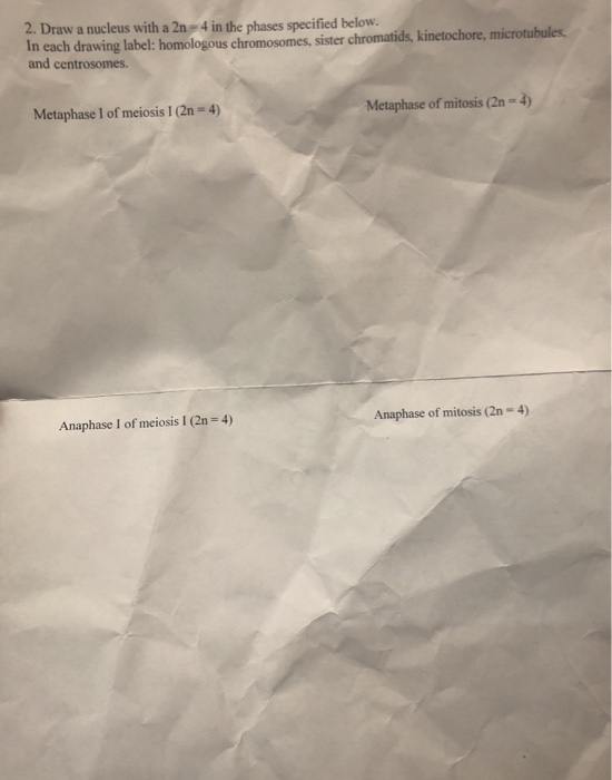 Solved 2. Draw a nucleus with a 2n-4 in the phases specified | Chegg.com