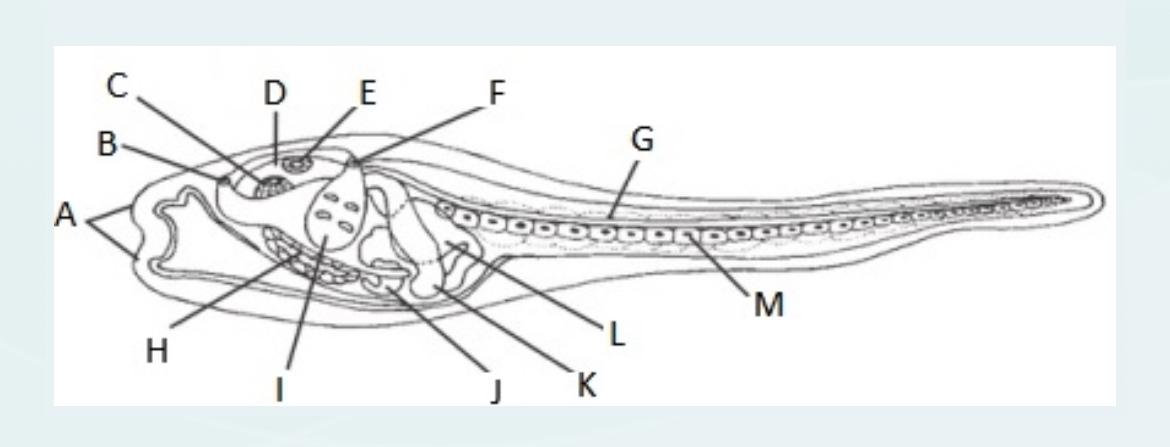 Solved External and internal anatomical features of the sea | Chegg.com