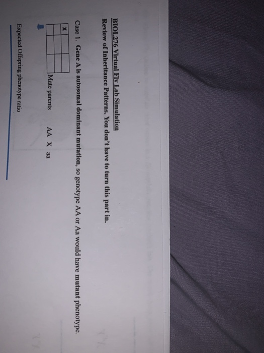 BIOL276 Virtual Fly Lab Simulation Review of | Chegg.com
