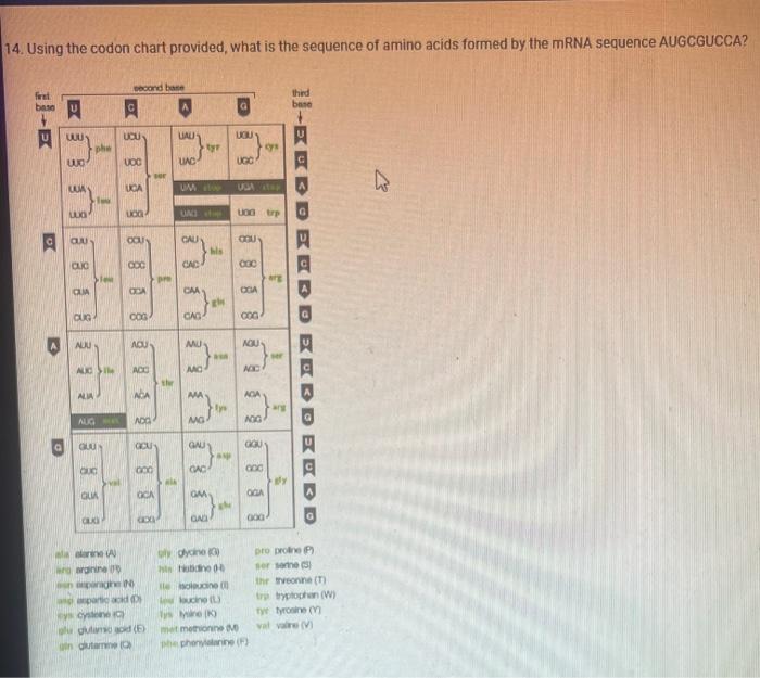 Solved 14. Using the codon chart provided, what is the | Chegg.com