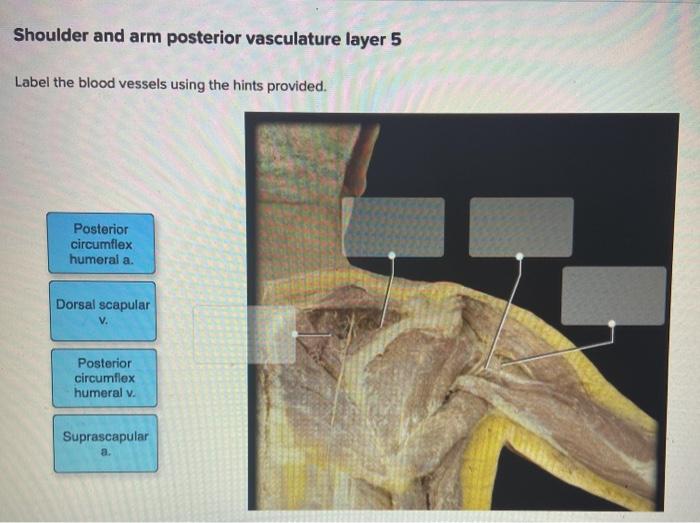 Solved Shoulder and arm posterior vasculature layer 5 Label | Chegg.com