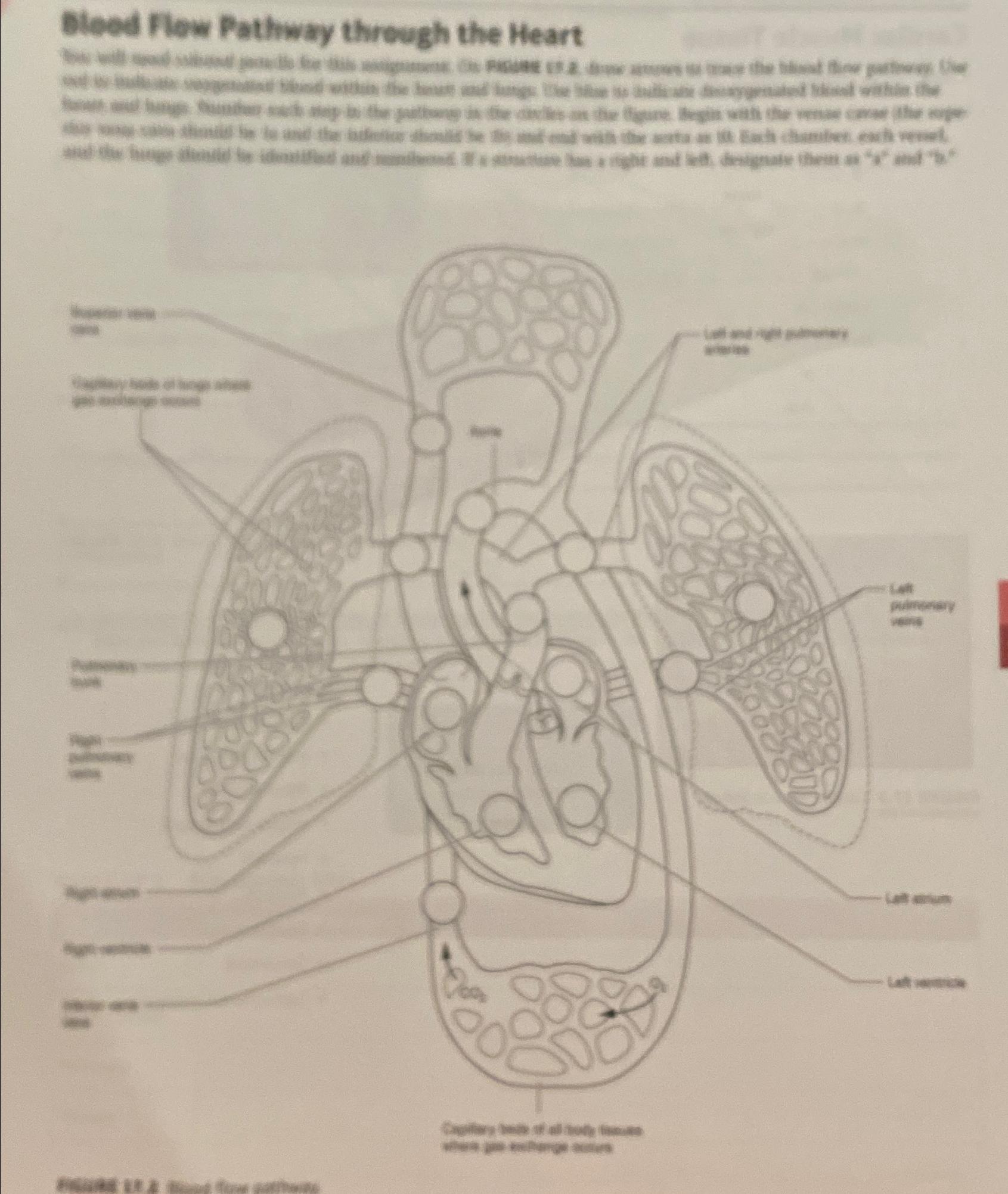 Solved Blood Flow Pathway through the Heartfigure 17.2 | Chegg.com
