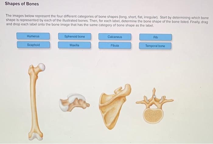 Solved Shapes of Bones The images below represent the four | Chegg.com