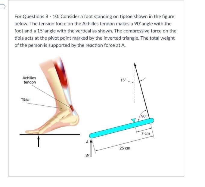 Solved For Questions 8 - 10: Consider a foot standing on | Chegg.com