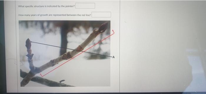 Solved What specific structure is indicated by the pointer? | Chegg.com