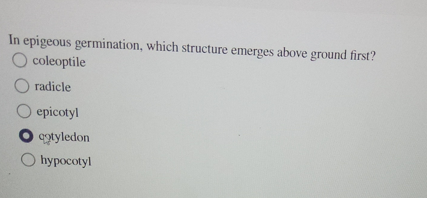 Solved In epigeous germination, which structure emerges | Chegg.com