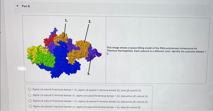 The sigma (o) subunit binds to the core ANA | Chegg.com