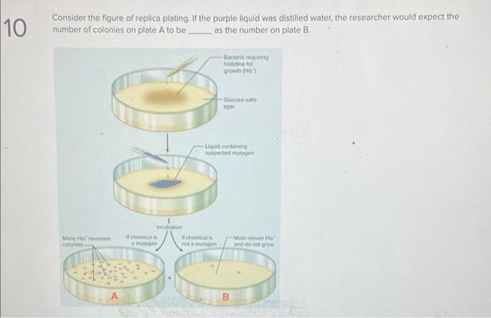 Solved Consider the figure of replica plating. If the purple | Chegg.com