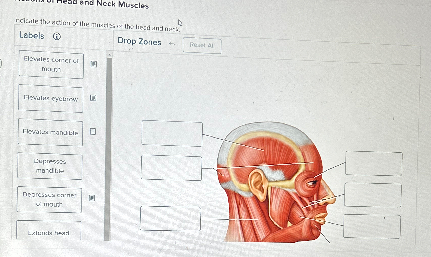 Solved and Neck MusclesIndicate the action of the muscles of | Chegg.com