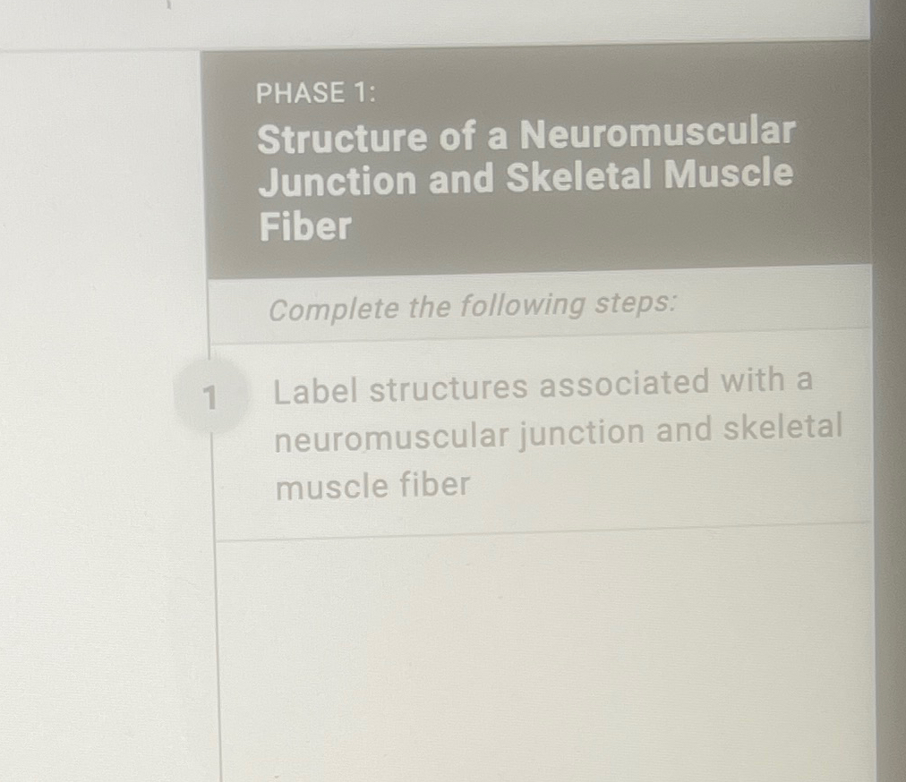 Solved PHASE 1:Structure of a Neuromuscular Junction and | Chegg.com