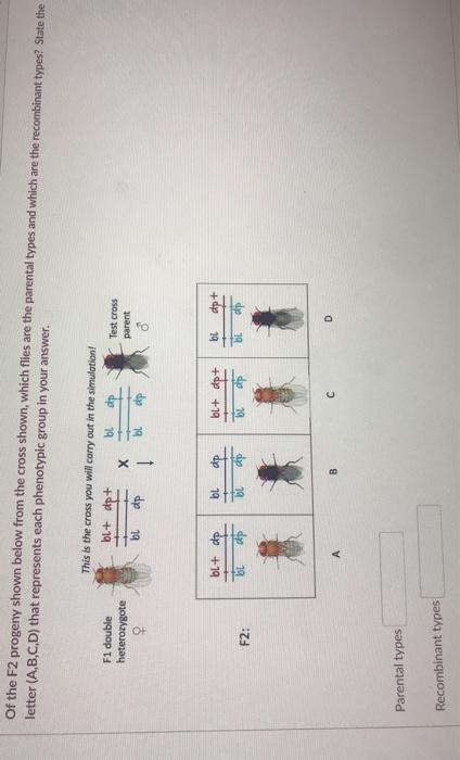 Solved Of the F2 progeny shown below from the cross shown, | Chegg.com