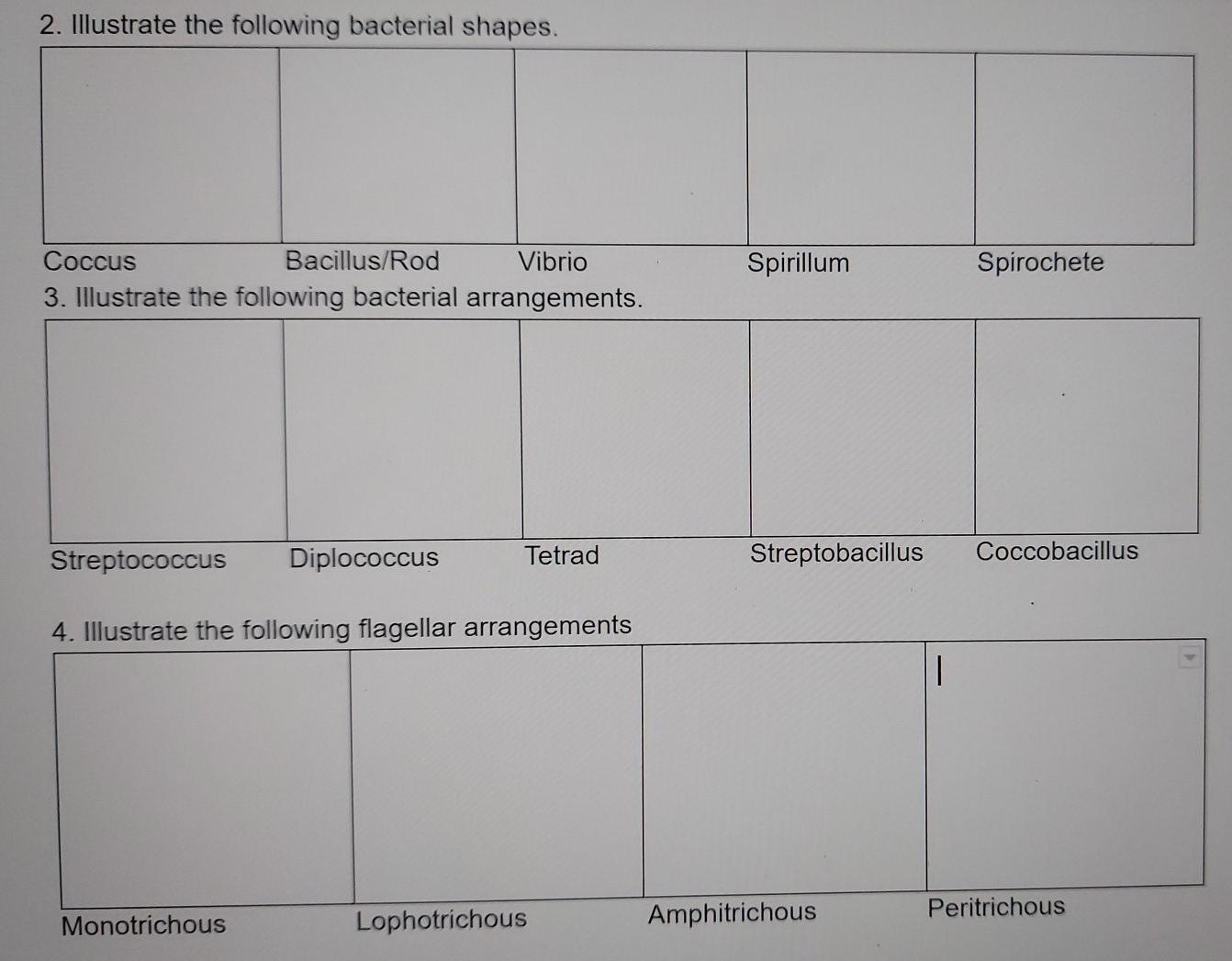 Solved 2. Illustrate the following bacterial shapes. Coccus | Chegg.com