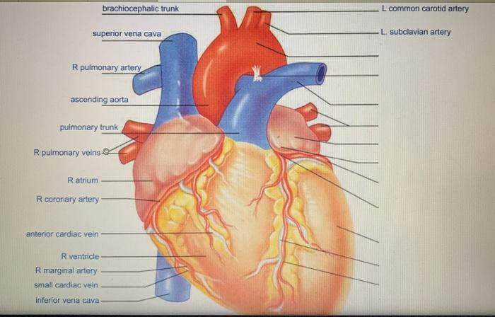 Solved brachiocephalic trunk L common carotid artery | Chegg.com