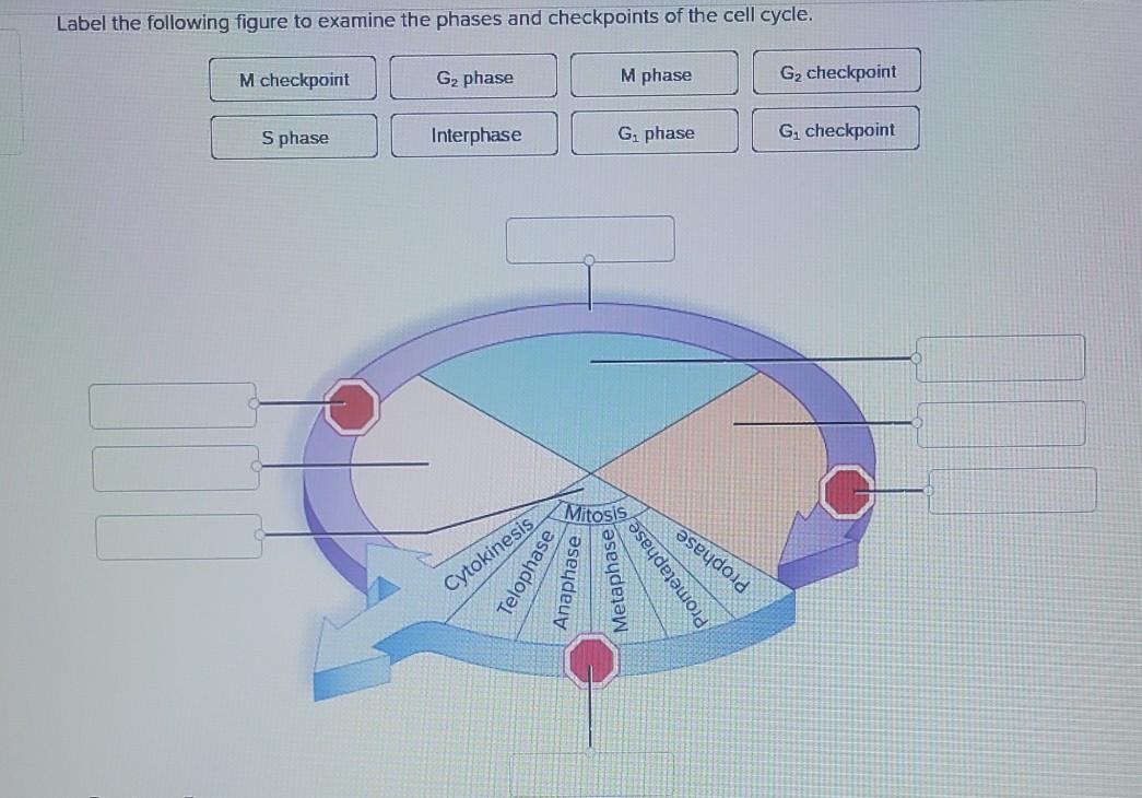 Solved Label the following figure to examine the phases and | Chegg.com