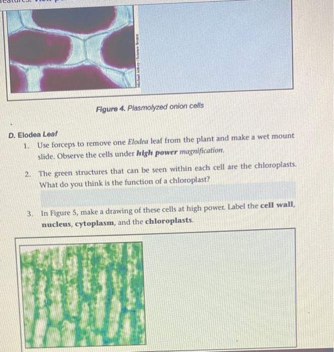 Solved 6. In Figure 3, draw several onion cells. Label the | Chegg.com