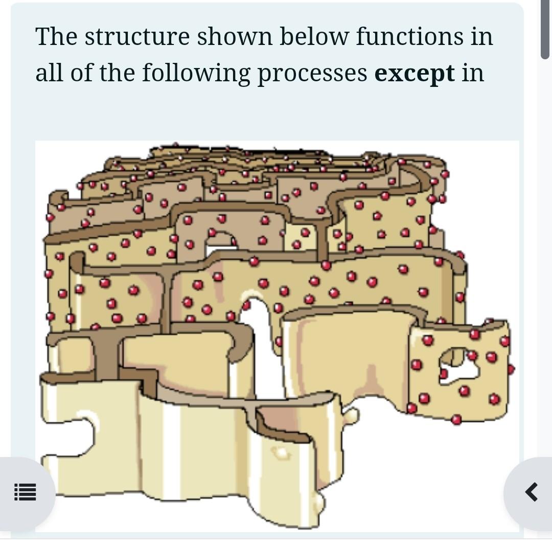 Solved The structure shown below functions in all of the | Chegg.com