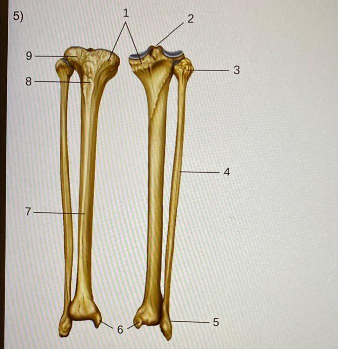 Solved 5) 1 2 9 3 8 4 7 5 6 Fibular shaft Head of fibula | Chegg.com