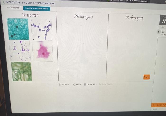 Solved MICROSCOPY. DIVERSITY OF MICROORGANISMS spring | Chegg.com