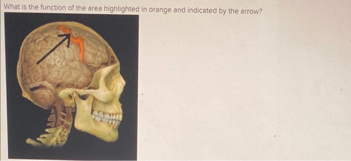 Solved What is the function of the area highlighted in | Chegg.com