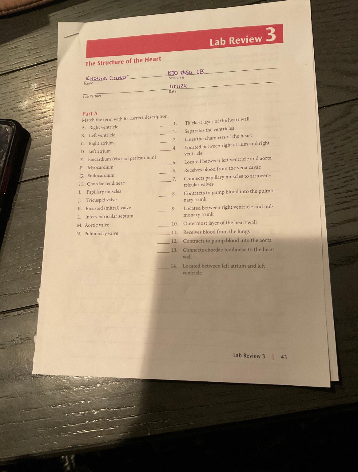 Solved Lab ReviewThe Structure of the HeartKristina | Chegg.com