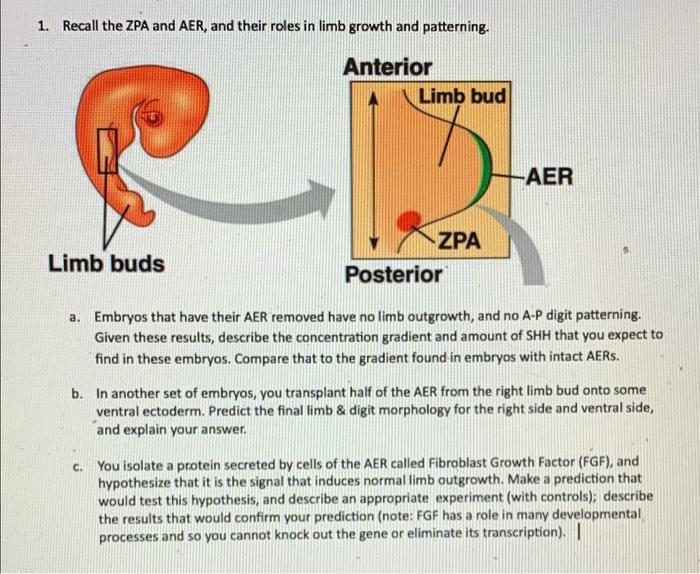 Solved 1. Recall the ZPA and AER, and their roles in limb | Chegg.com