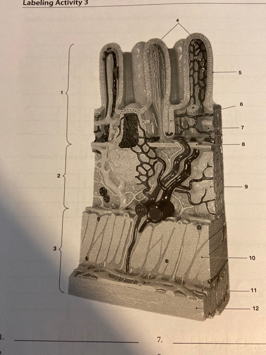 Solved Labeling Activity 3 | Chegg.com