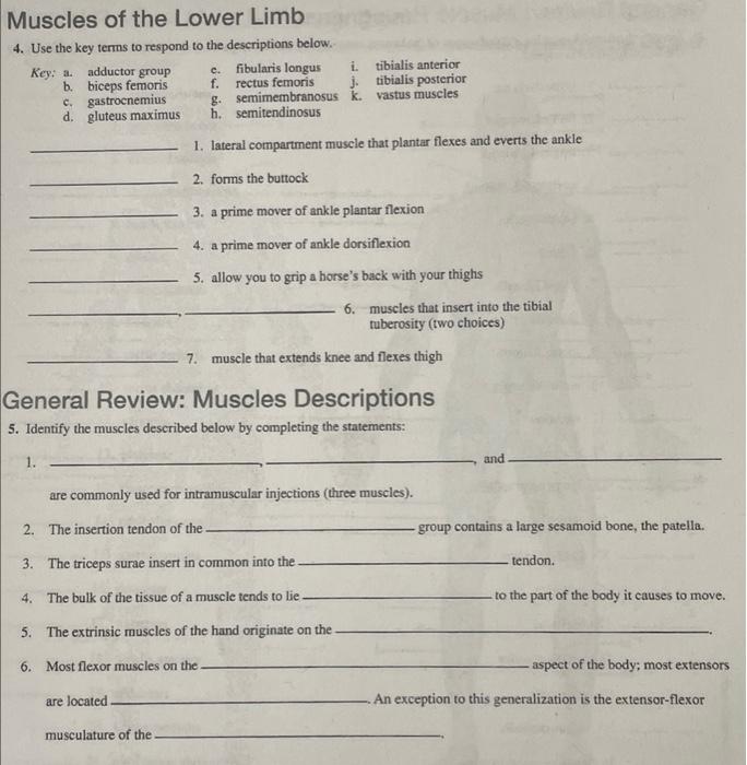 Solved Muscles of the Lower Limb 4. Use the key terms to | Chegg.com