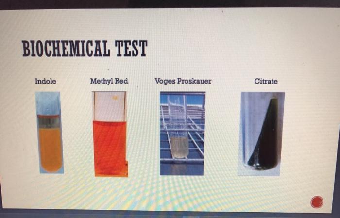 Solved BIOCHEMICAL TEST Indole Methyl Red Voges Proskauer | Chegg.com