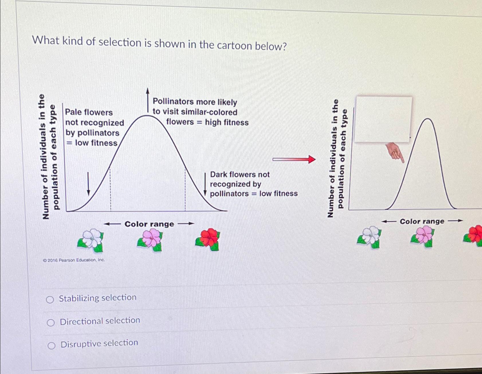 Solved What kind of selection is shown in the cartoon | Chegg.com