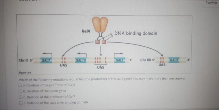 Solved 2 points Gal4 DNA binding domain Chells GAL GALTO | Chegg.com
