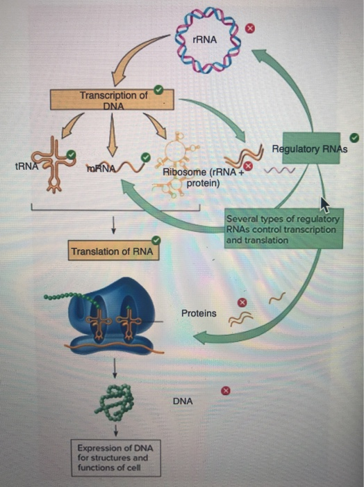 Solved rRNA Transcription of DNA Regulatory RNAS tRNA TORNA | Chegg.com