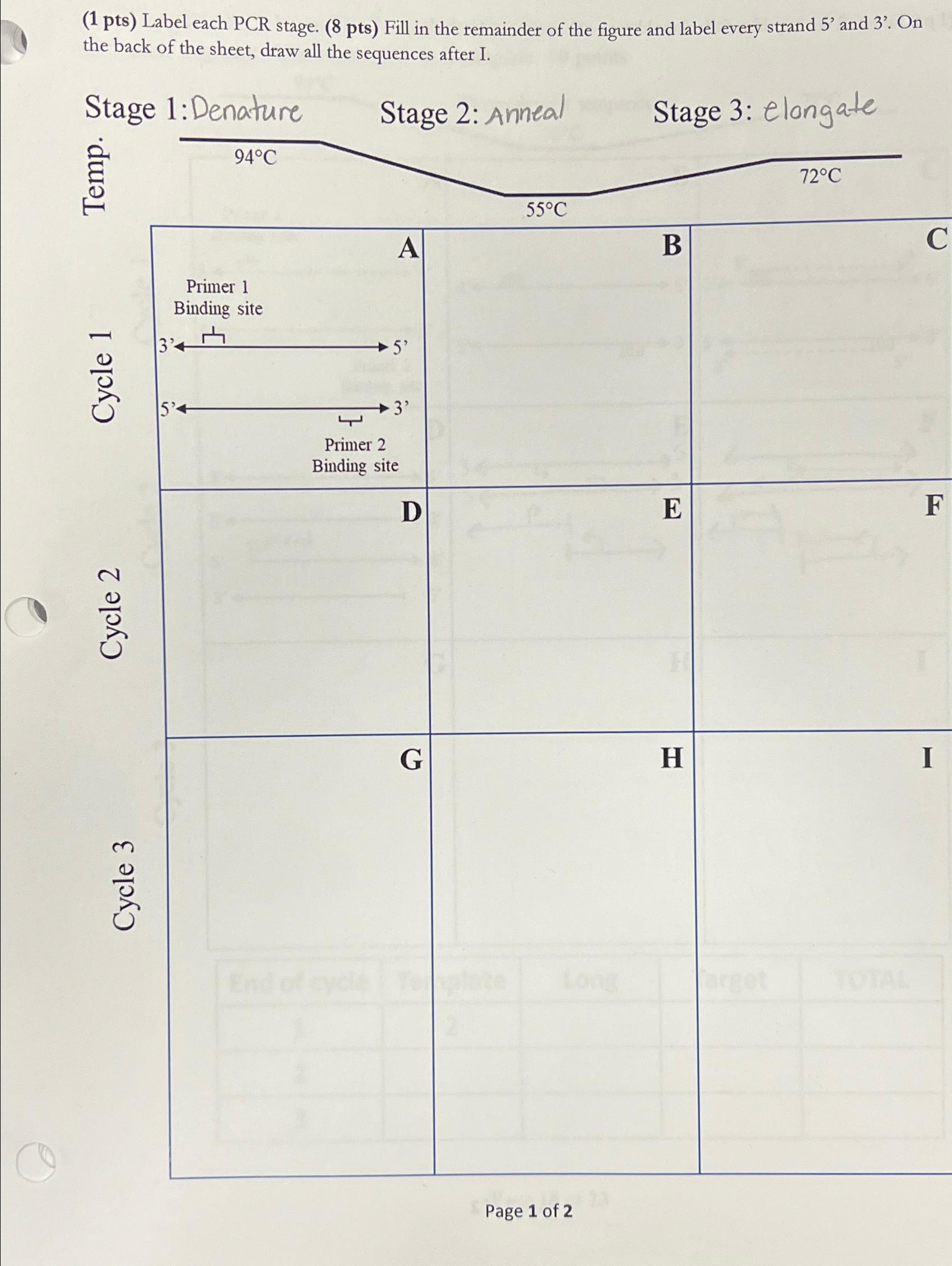 Solved (1 ﻿pts) ﻿Label each PCR stage. (8 ﻿pts) ﻿Fill in the | Chegg.com