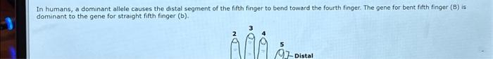 In humans, a dominant allele causes the distal | Chegg.com