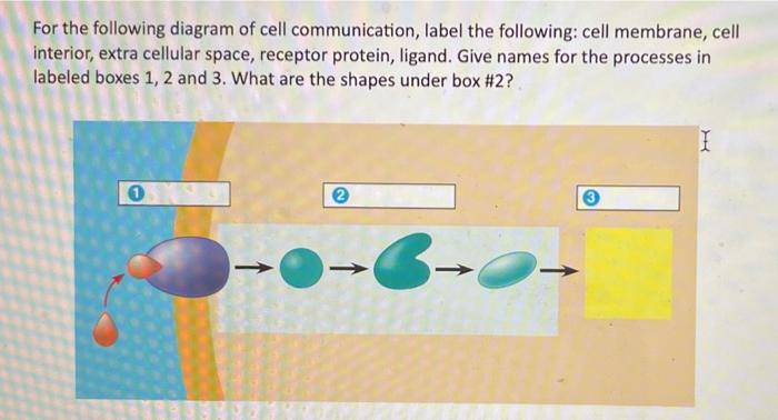 Solved For the following diagram of cell communication, | Chegg.com