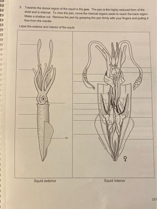 Solved 5. Towards the dorsal region of the squid is the pen. | Chegg.com