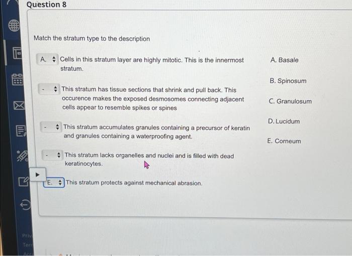 Solved Match the stratum type to the description Cells in | Chegg.com