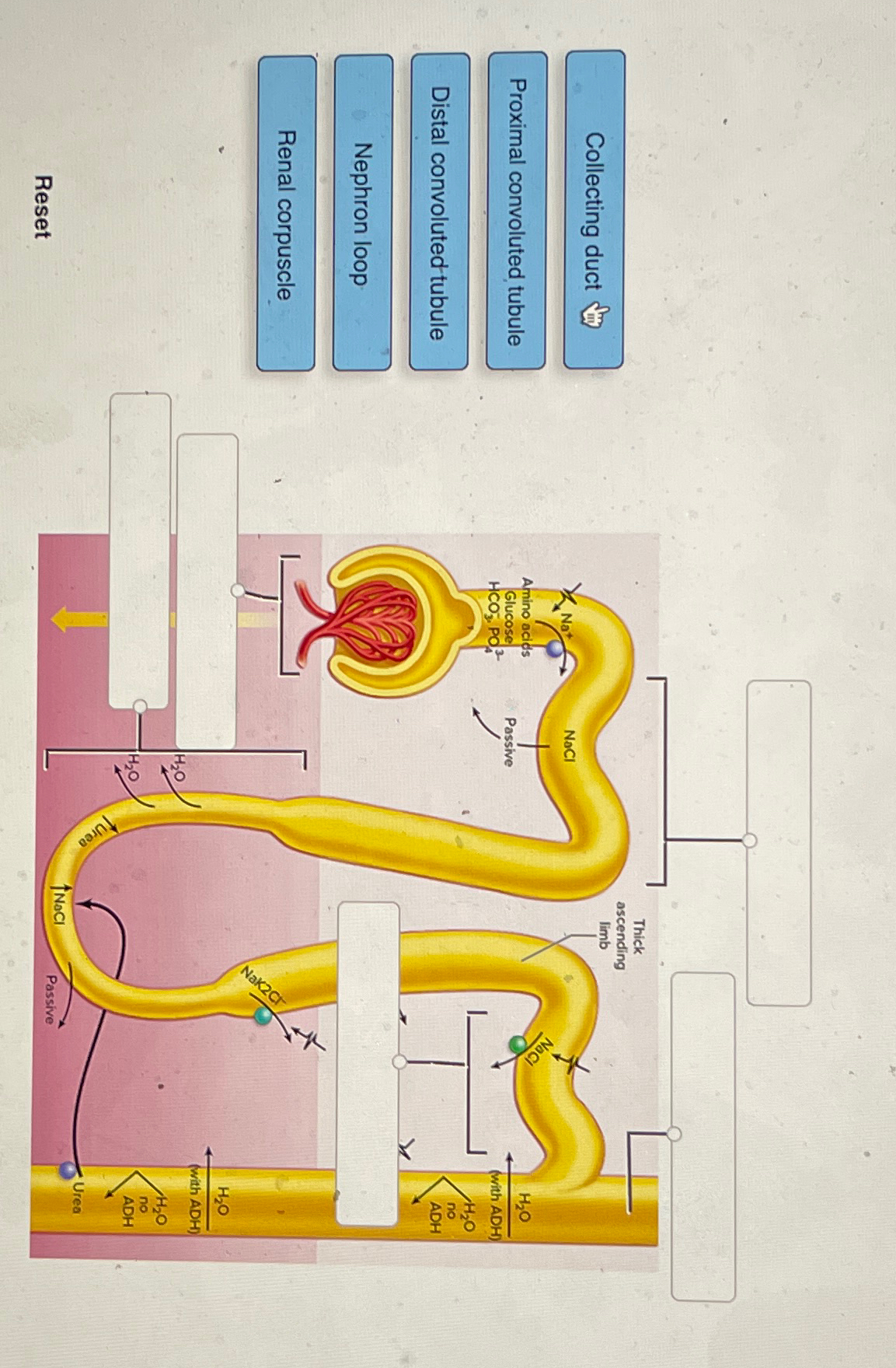 Solved Proximal convoluted tubuleDistal convoluted | Chegg.com