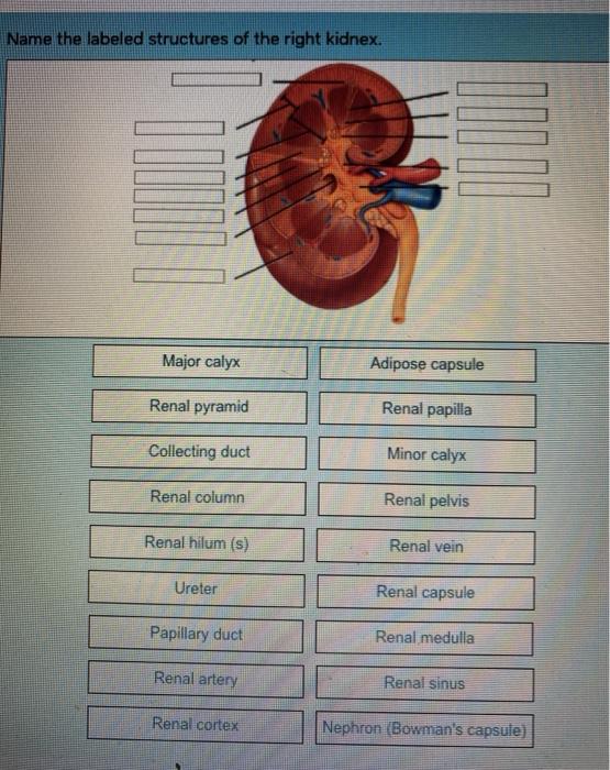 Solved Label correctly the anatomical diagram of the kidney. | Chegg.com