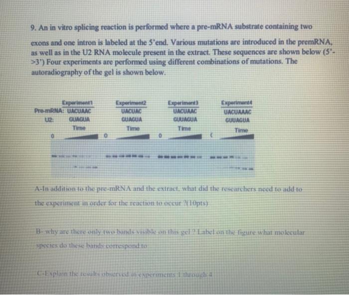 Solved An in vitro splicing reaction is performed where a | Chegg.com