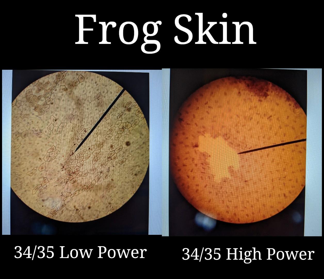 Solved Epithelium Tissue: Simple Squamous Obtain a slide of | Chegg.com