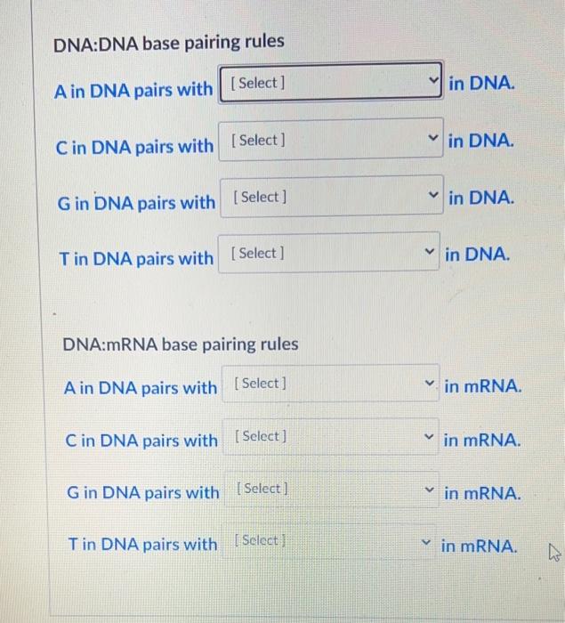 Solved DNA:DNA base pairing rules \begin{tabular}{l|l} A in | Chegg.com