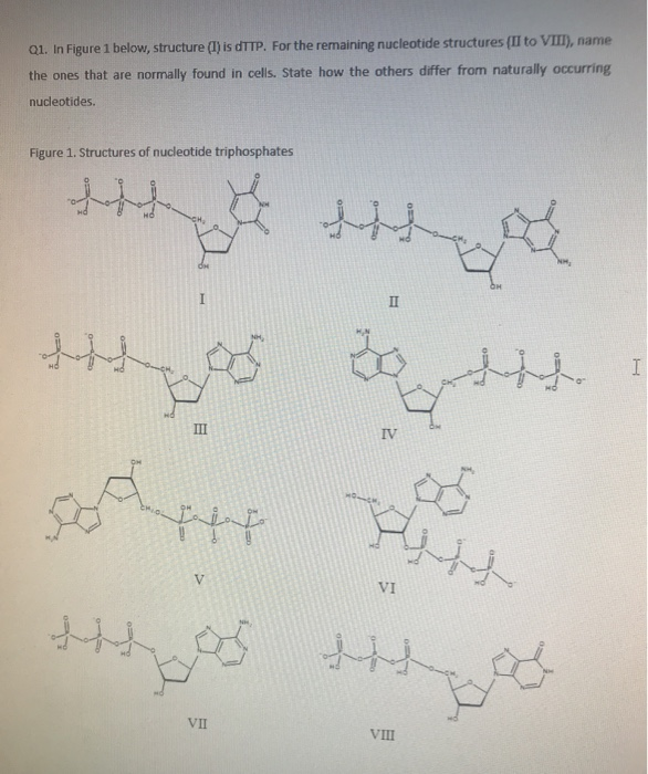 Solved 21. In Figure 1 below, structure (I) is dTTP. For the | Chegg.com