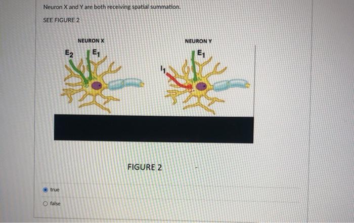 Solved Neuron X and Y are both receiving spatial summation. | Chegg.com